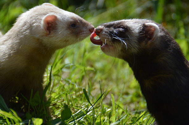 AlpenfrettchenBANDIT & PUSCHKAFrettchen-Nothilfe im Allgäu
